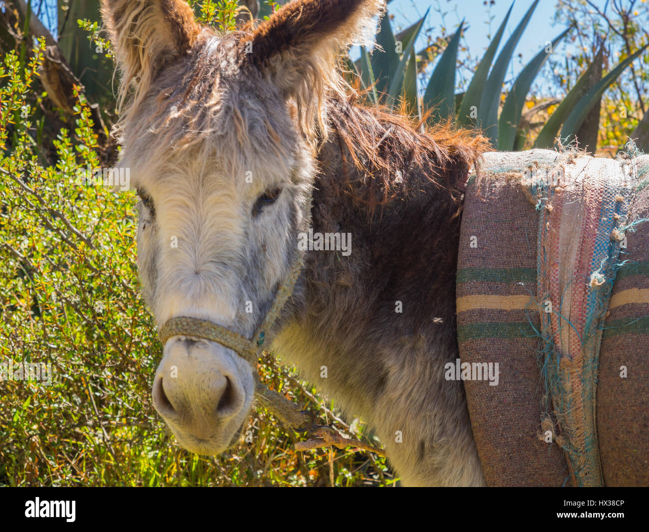 Donkey on the field near the Inca ruins, Moray Stock Photo - Alamy