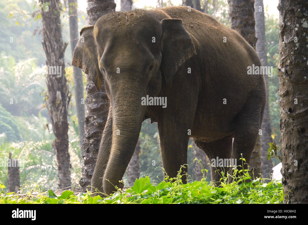 Sumatran elephant hi-res stock photography and images - Alamy