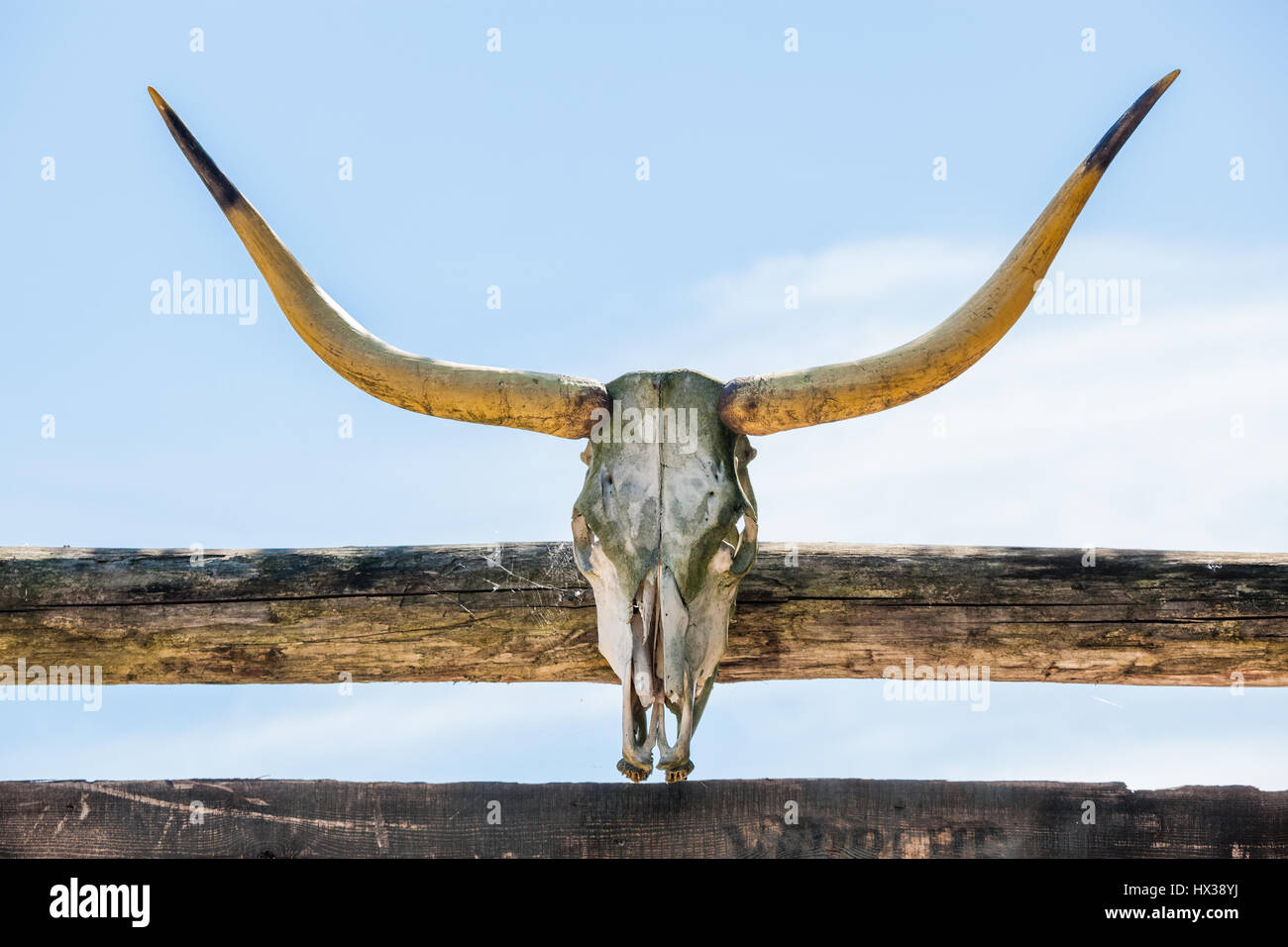 Bull Skull Silhouette Stock Photos & Bull Skull Silhouette Stock Images ...