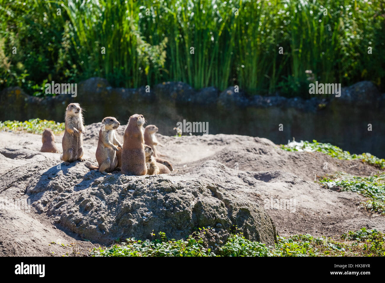 Family group around hi-res stock photography and images - Alamy