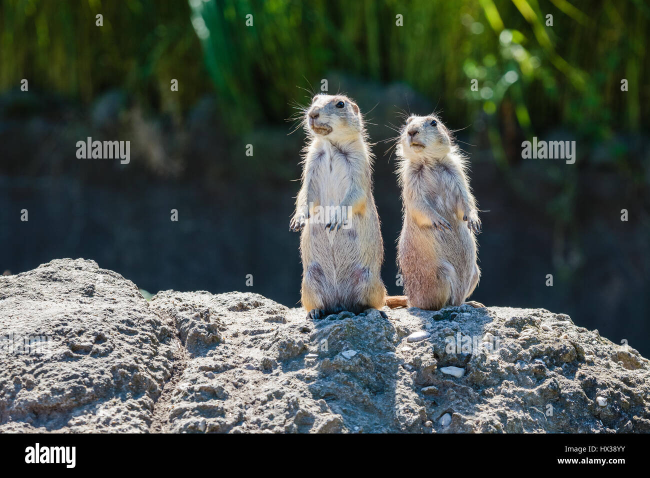 Two standing straight Praire dogs Stock Photo - Alamy