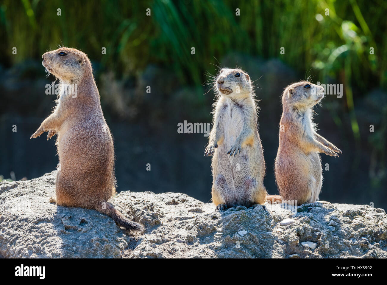 Three standing straight Praire dogs Stock Photo - Alamy