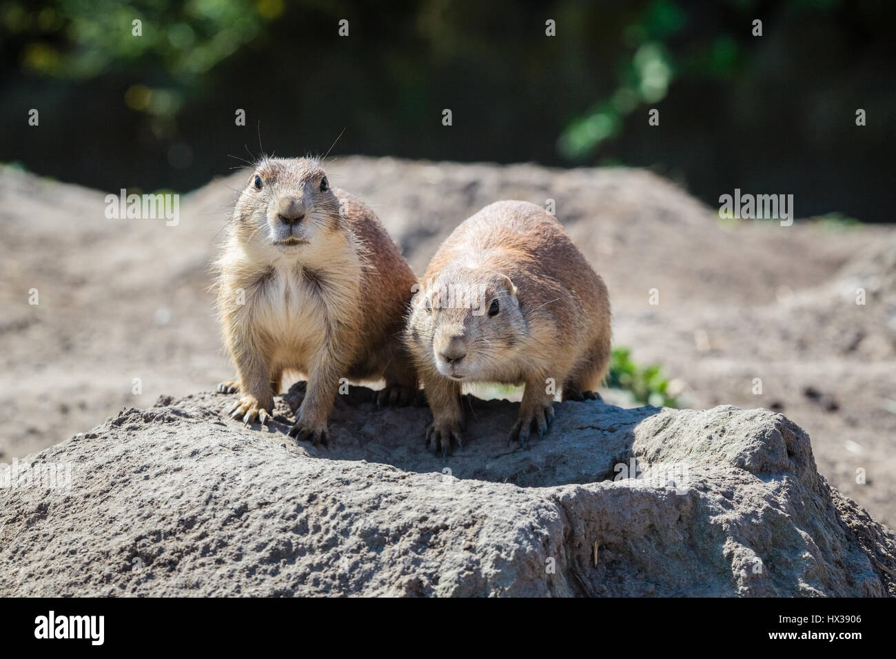 Two Praire dogs Stock Photo - Alamy