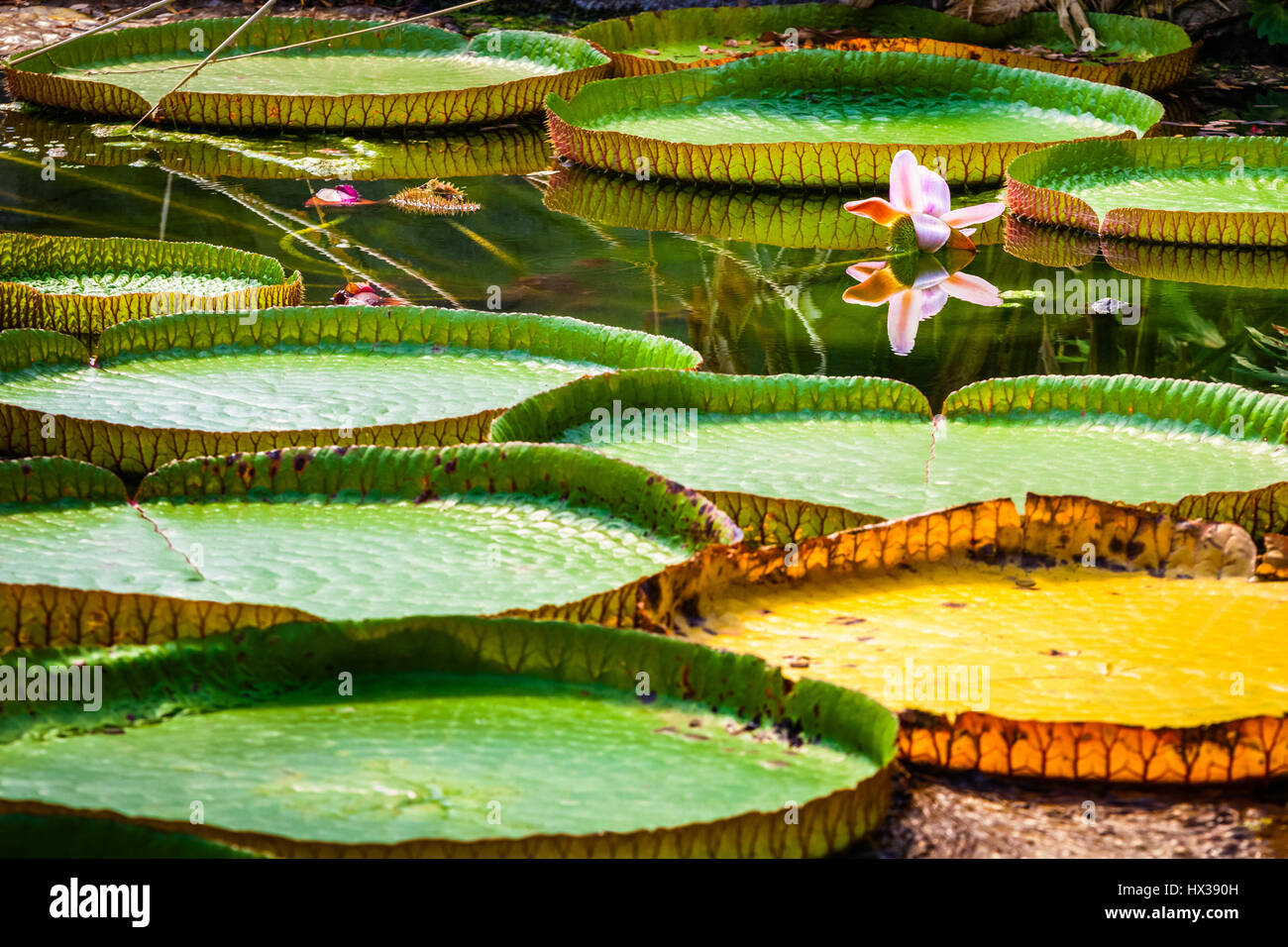 Victoria Amazonica Stock Photos & Victoria Amazonica Stock Images - Alamy