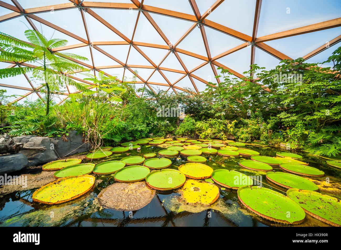 Victoria amazonica hi-res stock photography and images - Alamy