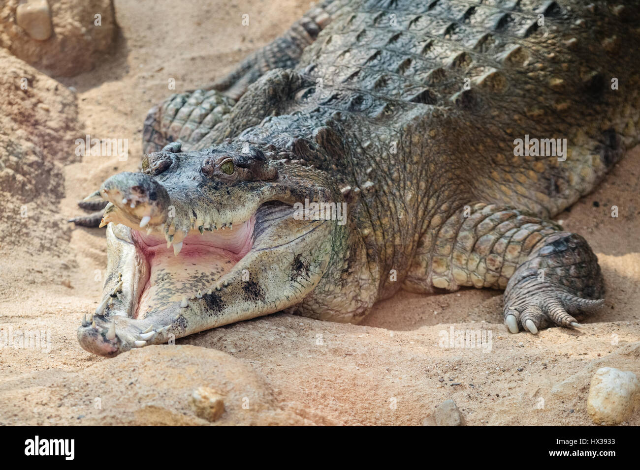 Nile Crocodile - second largest extant reptile in the world Stock Photo ...