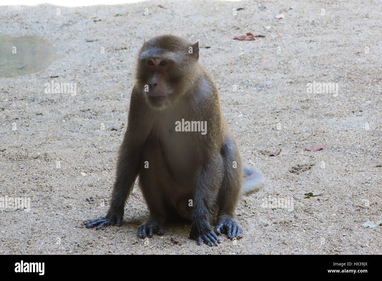 A close up shot af a monkey on a sandy beach on Panak island in ...