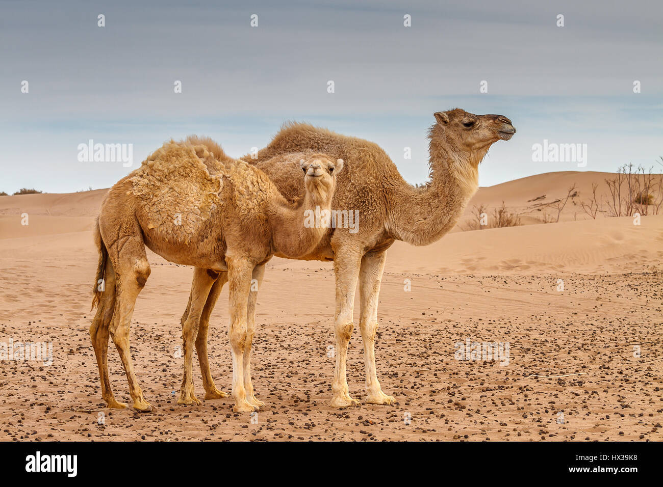 Mother and baby camel Stock Photo - Alamy