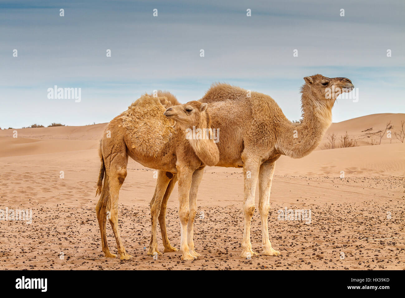 Mother and baby camel Stock Photo - Alamy