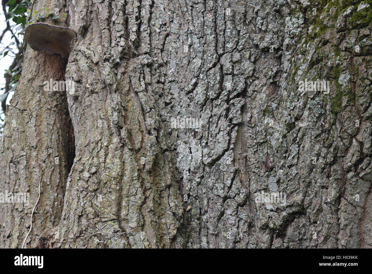 A Closeup Of The Trunk Of An Ancient English Oak Tree Quercus Robur