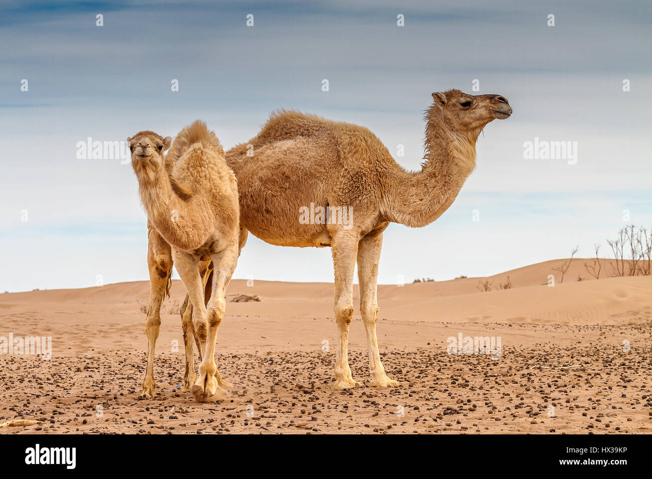 Mother and baby camel Stock Photo - Alamy