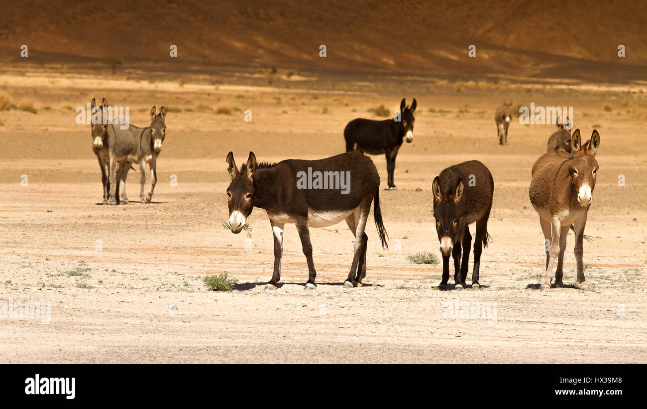 Wild desert donkeys Stock Photo - Alamy