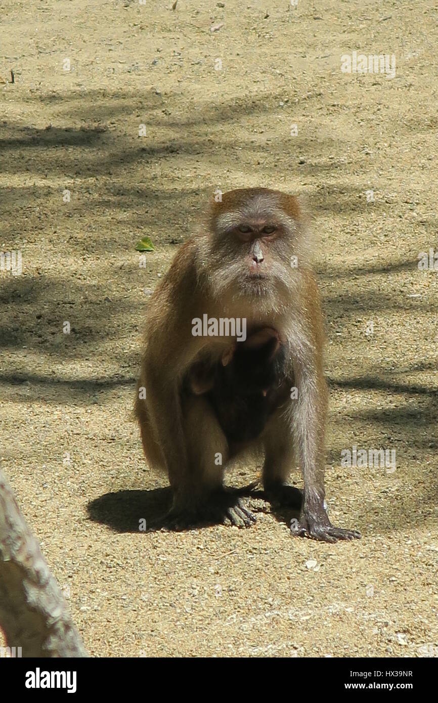 Small monkey is curious on a sandy Panak island in Thailand. Very ...