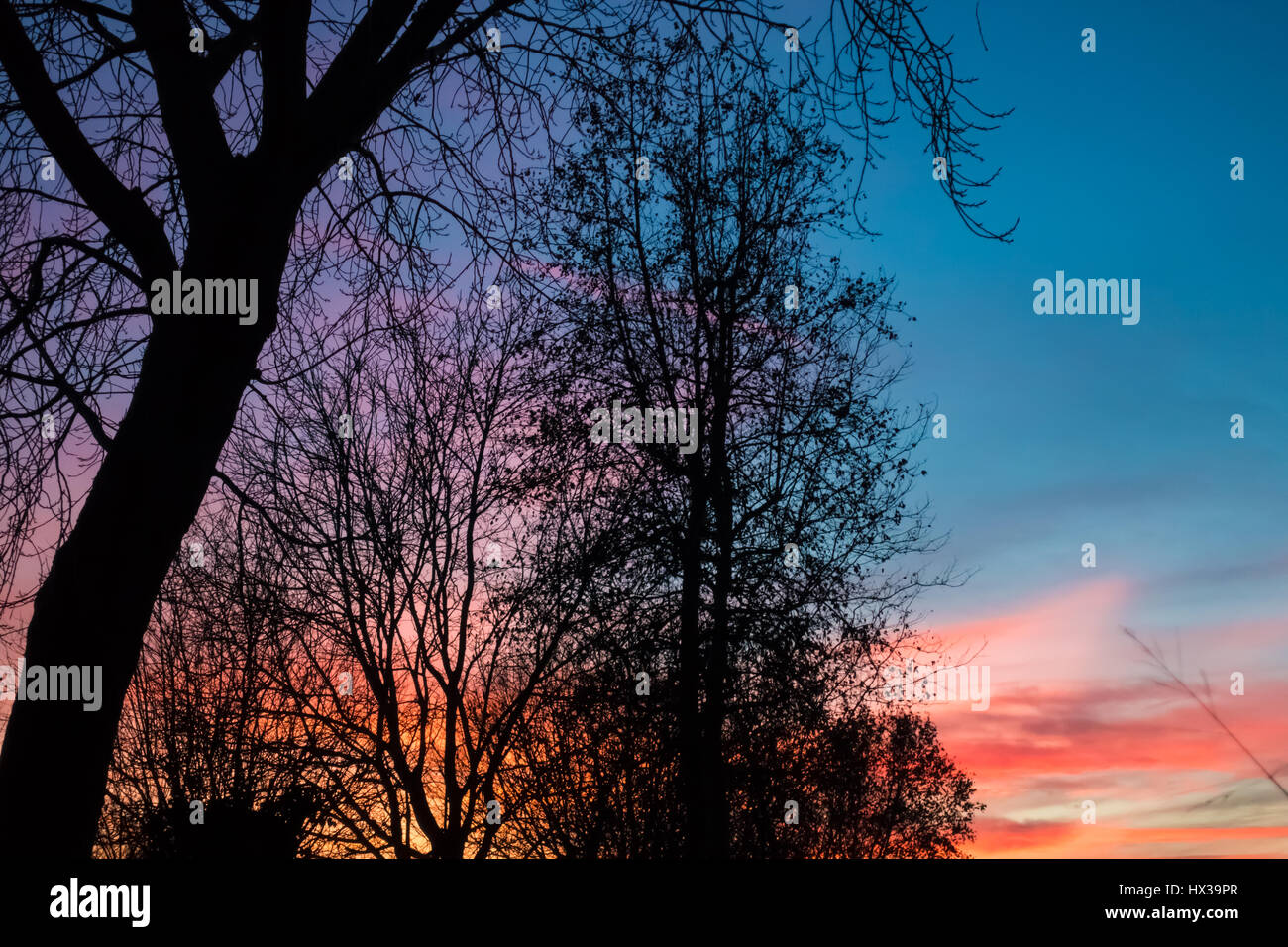 Colorful epic sunset and tree silhouettes Stock Photo - Alamy