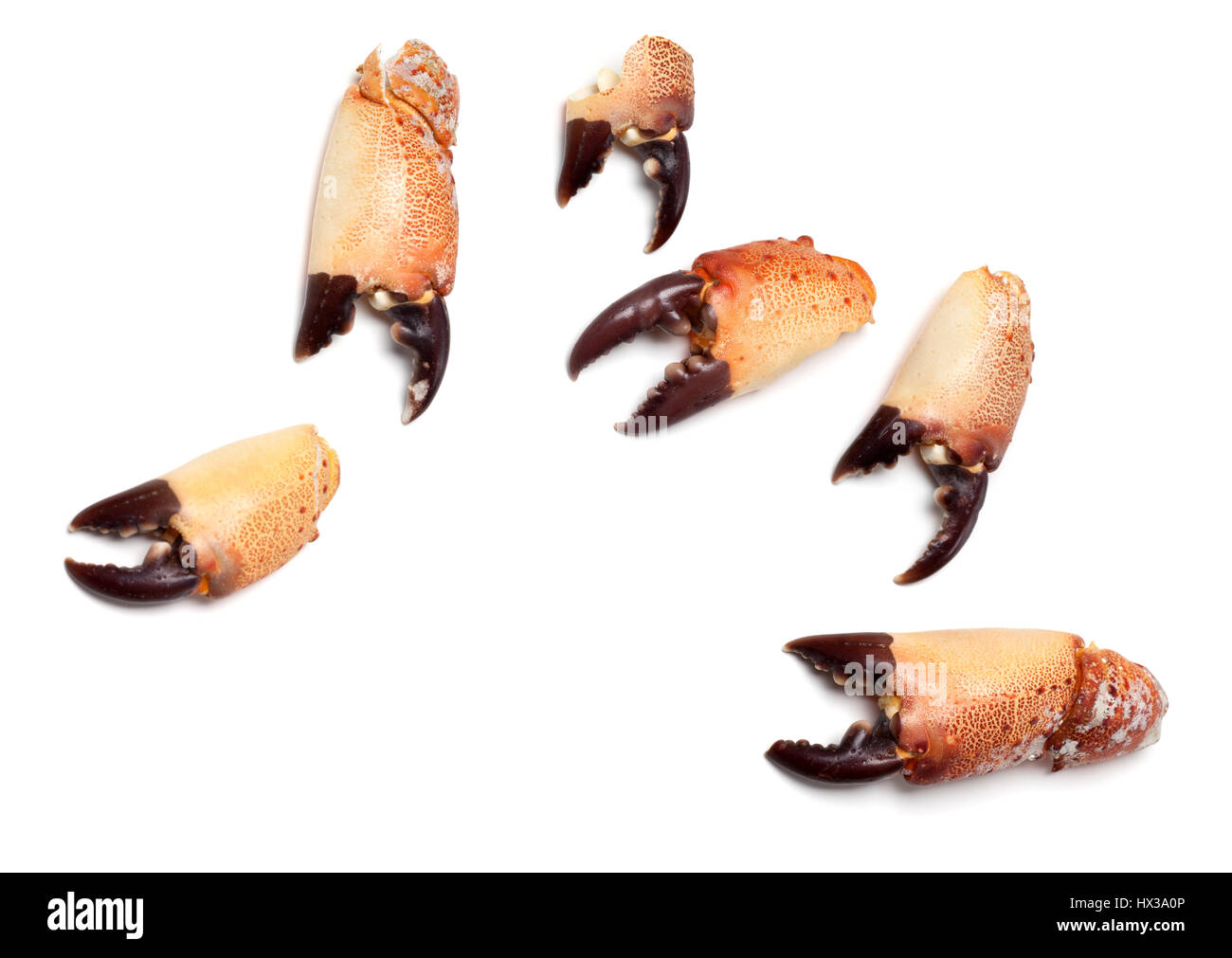 Cooked pincers from crab isolated on white background Stock Photo - Alamy