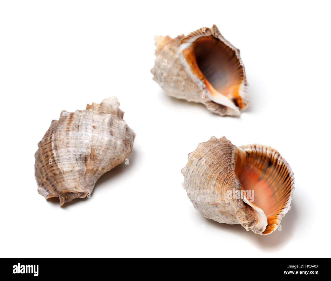 Editable sea shells hi-res stock photography and images - Alamy