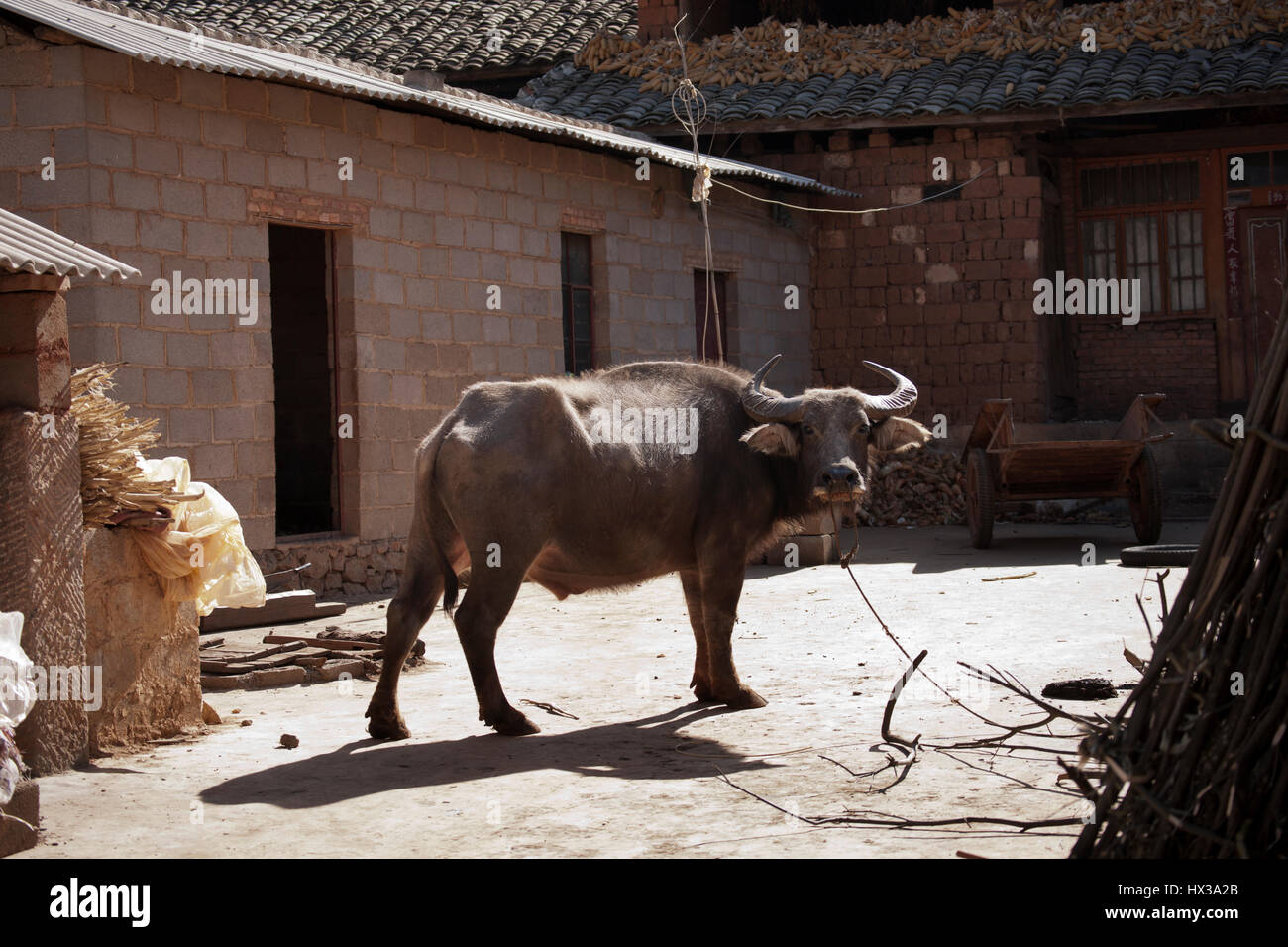 Brown water buffalo ox resting and standing on a farm while the sun is ...