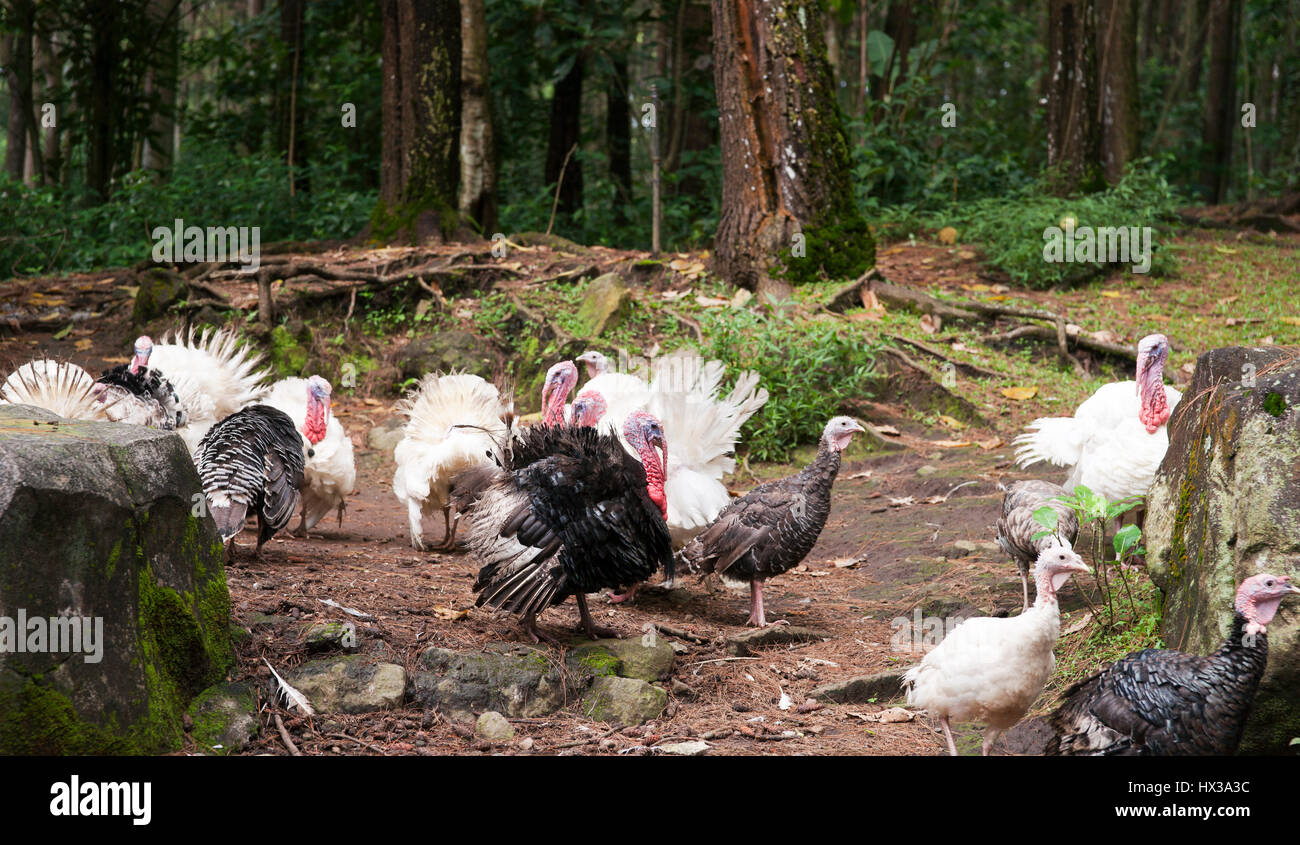 Group of wildlife black and white feathered turkeys walking in the ...