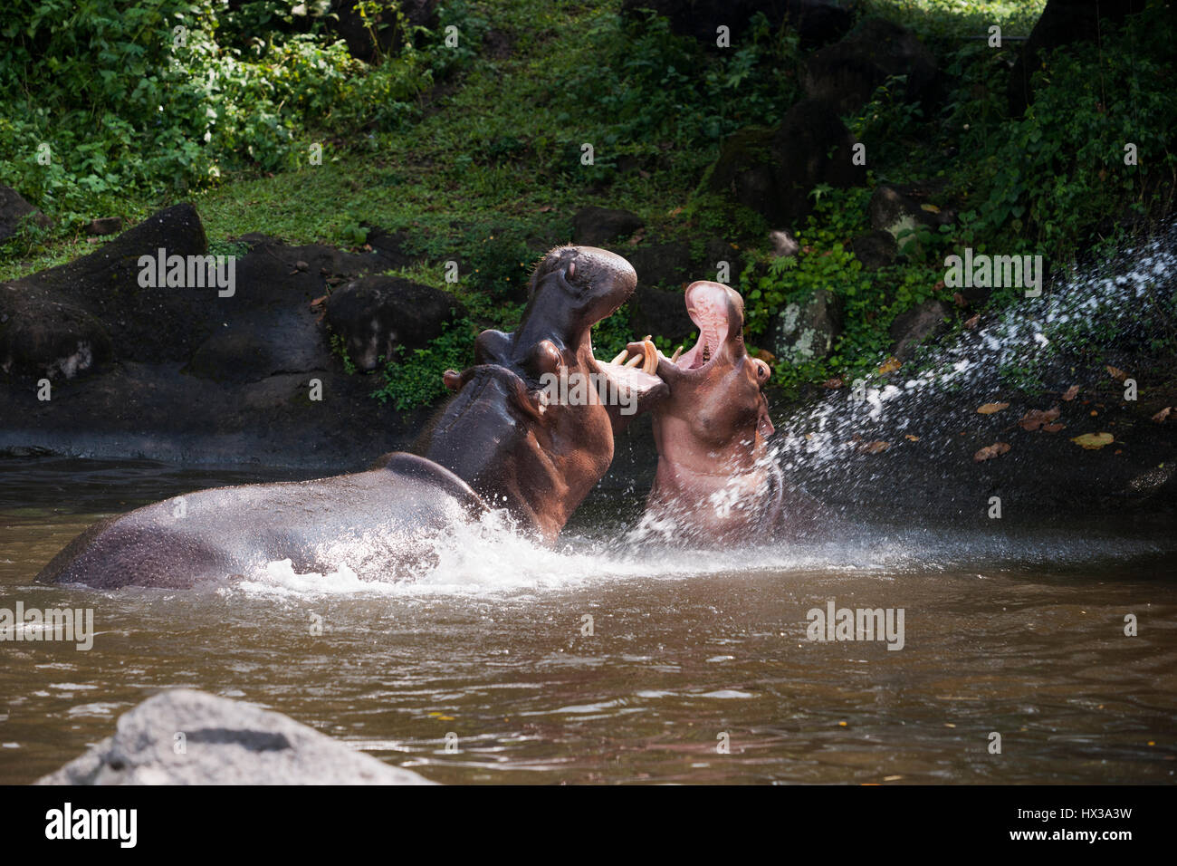 Two hippos fighting playing with mouth wide open in the water at ...