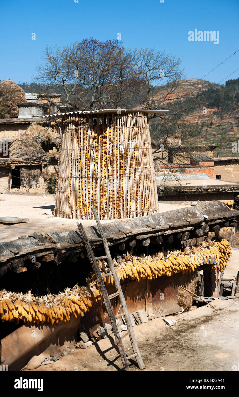 Yellow corn gathered in wooden silo on rooftop of village house and ...