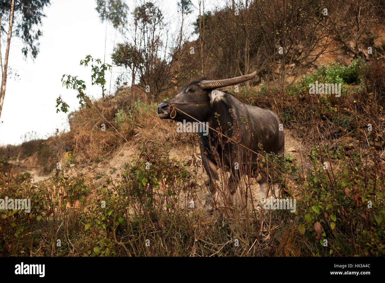 Ox horns hi-res stock photography and images - Alamy