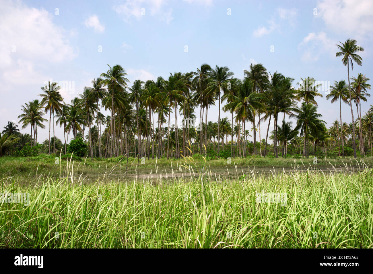 Several palm trees in a row growing on a green field at midday behind ...