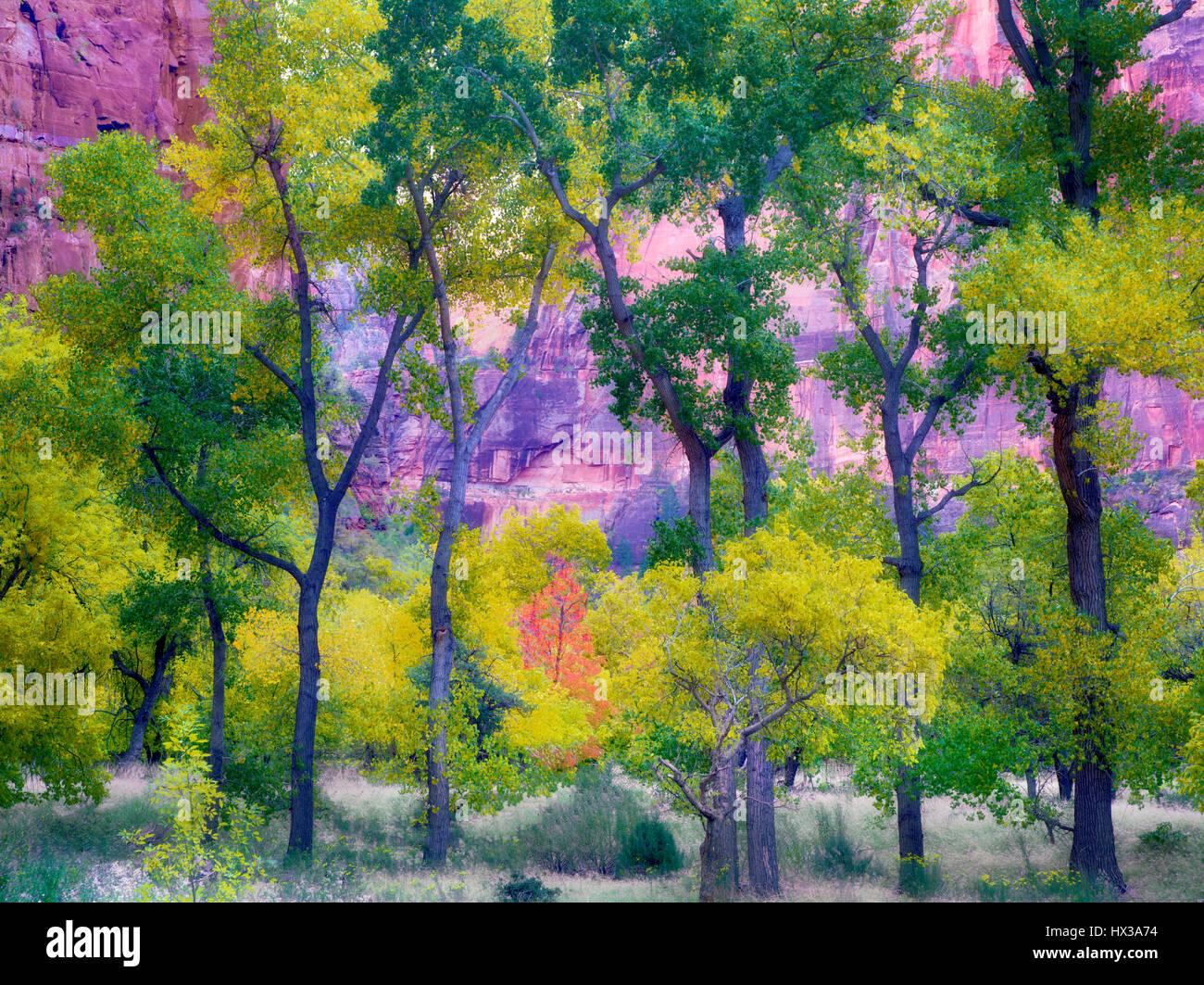 Fall colored trees. Zion National Park, Utah Stock Photo - Alamy