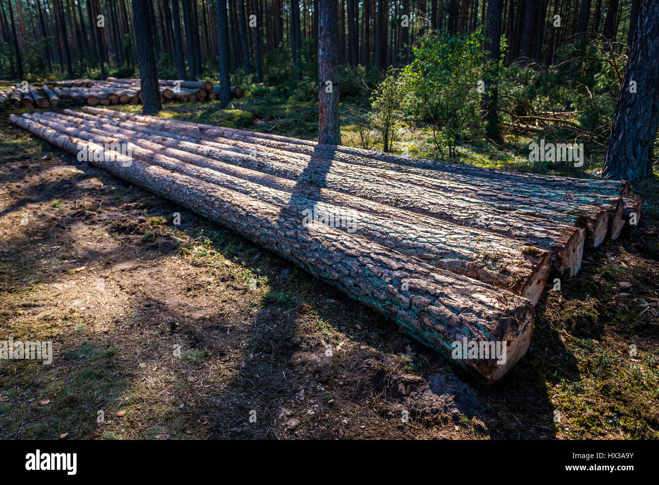 Tuchola forests hi-res stock photography and images - Alamy