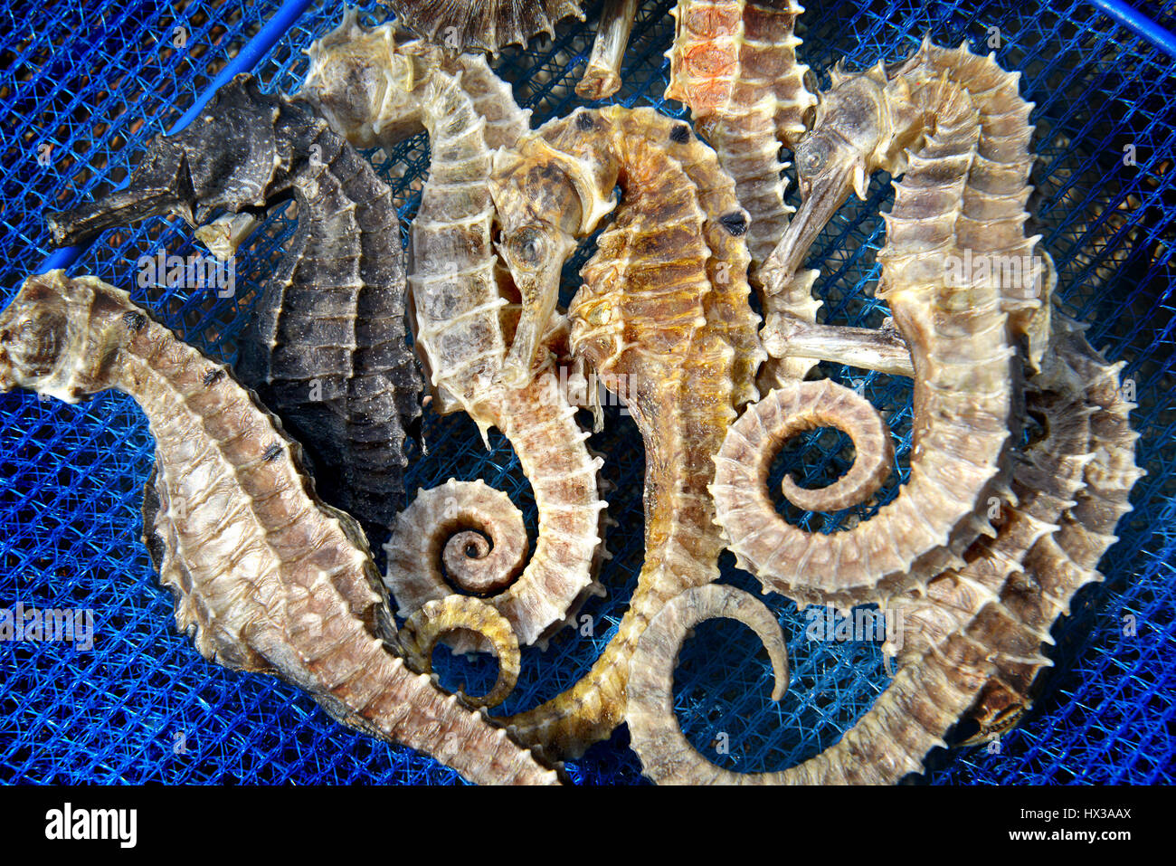 body and texture of dry seahorse photo in outdoor one side sun lighting ...