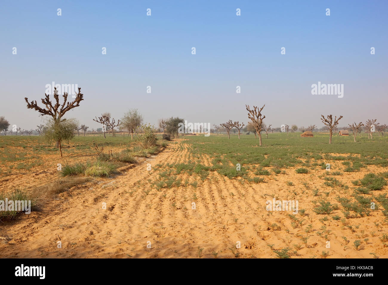 a sandy rajasthan farming landscape with acacia trees straw huts and ...