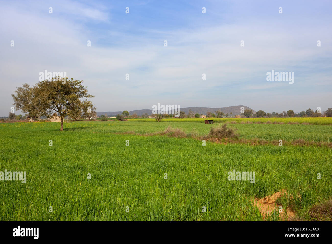 green wheat crops with acacia trees and hills in tijara rajasthan india ...