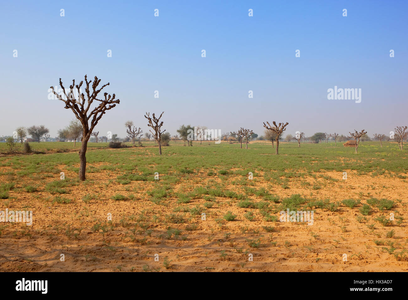 a sandy rajasthan rural landscape with pollarded acacia trees and green ...