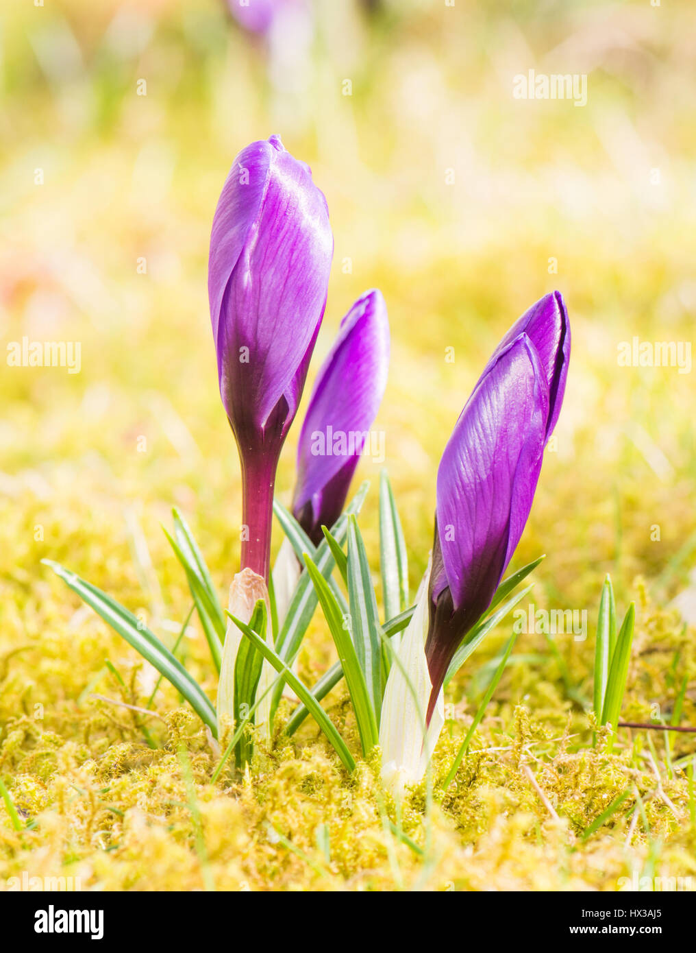 Closeup of purple crocus flower buds with selective focus and shallow ...