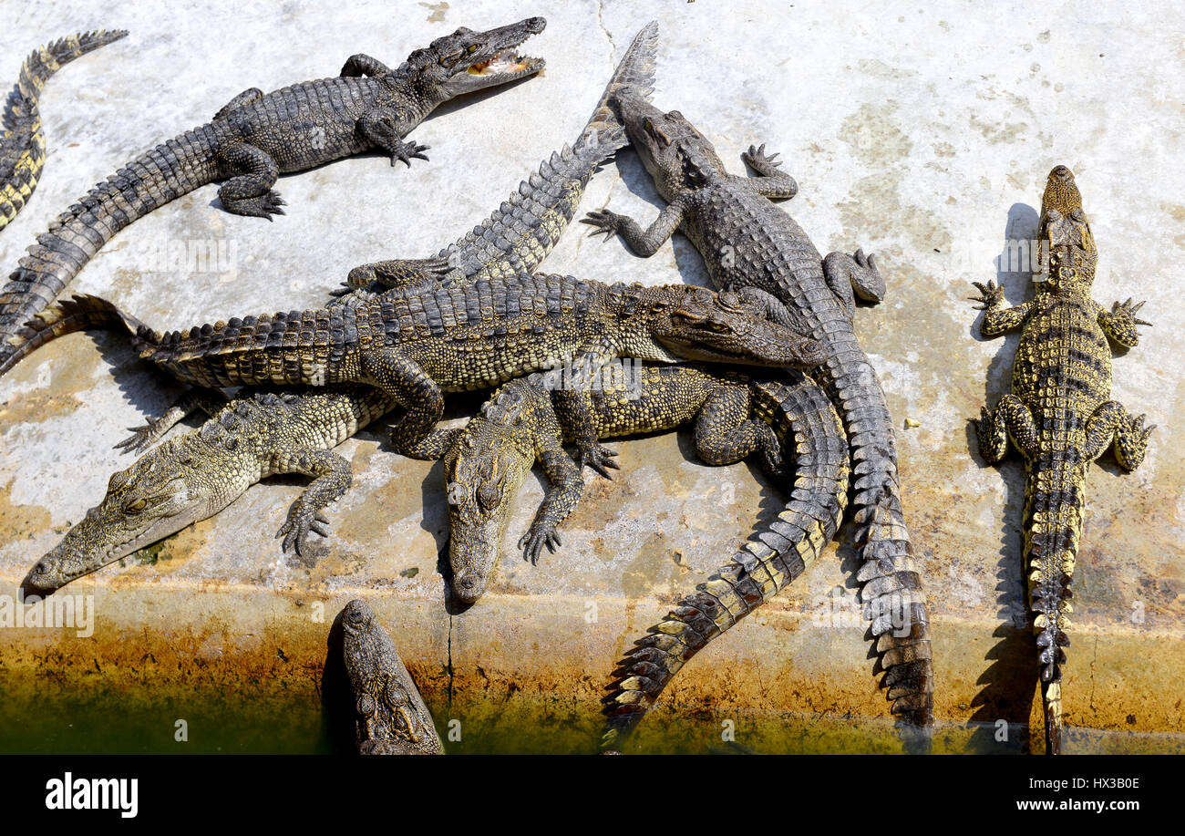 The crocodiles in zoo and farm for tour in Thailand, photo in outdoor ...