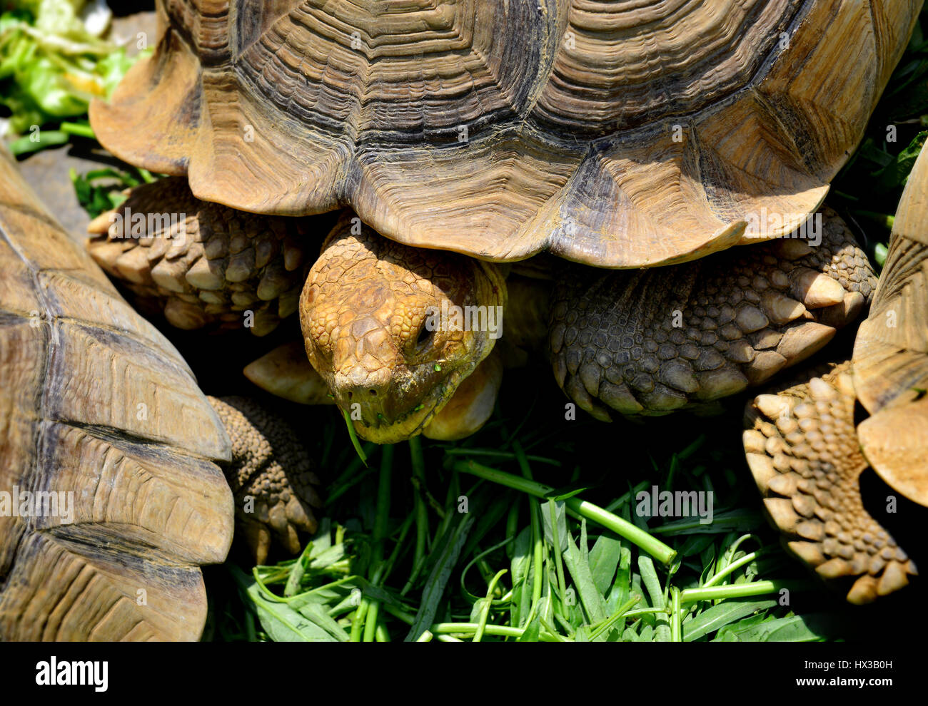 The African spurred tortoise, also called the sulcata tortoise,is a ...