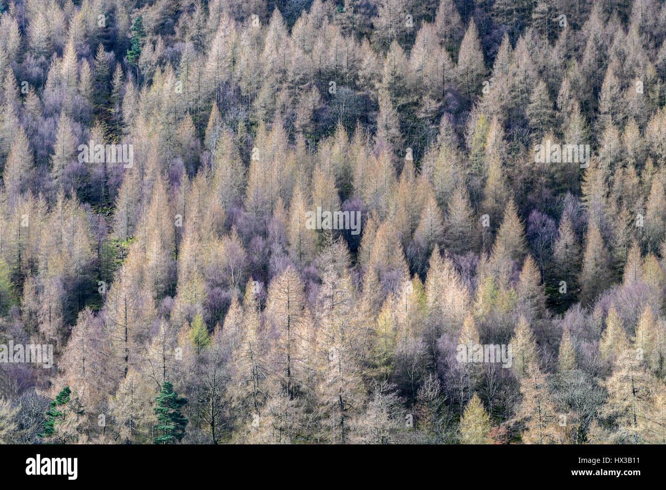Deciduous trees on a slope beside Buttermere lake, Lake District ...