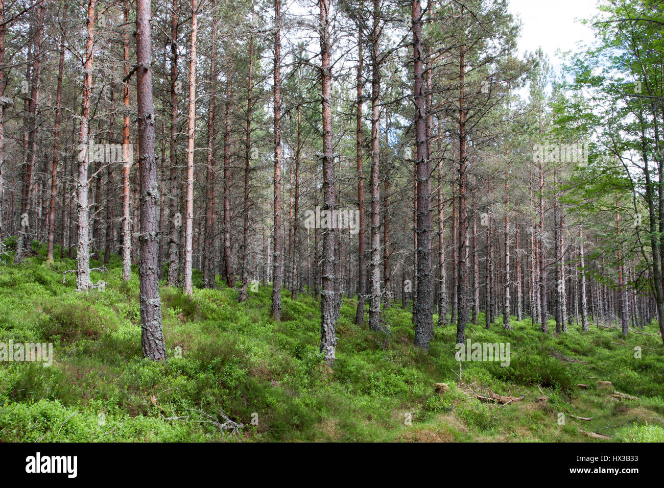 Scots Pines, Pinus sylvestris, growing in forest plantation Braemar ...