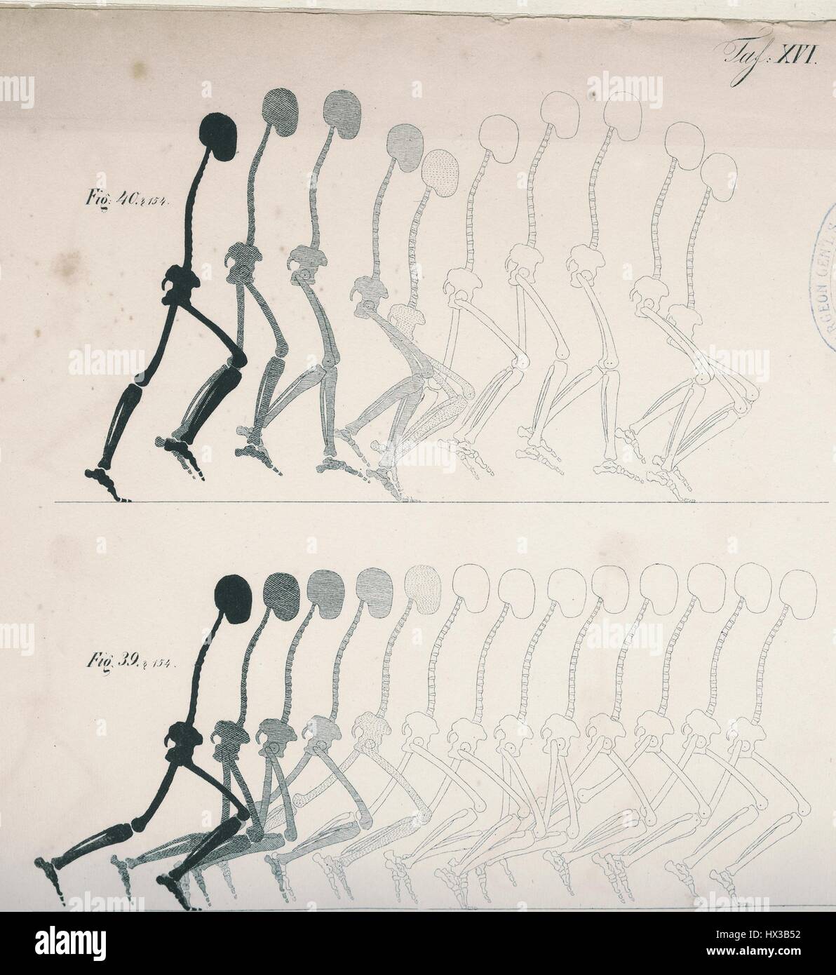 Model of how to accurately draw figures running, May 10, 1900. Courtesy ...