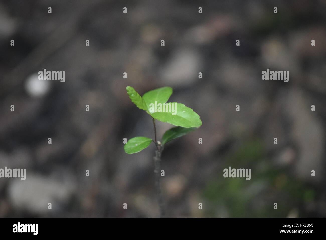 Sproutling hi-res stock photography and images - Alamy
