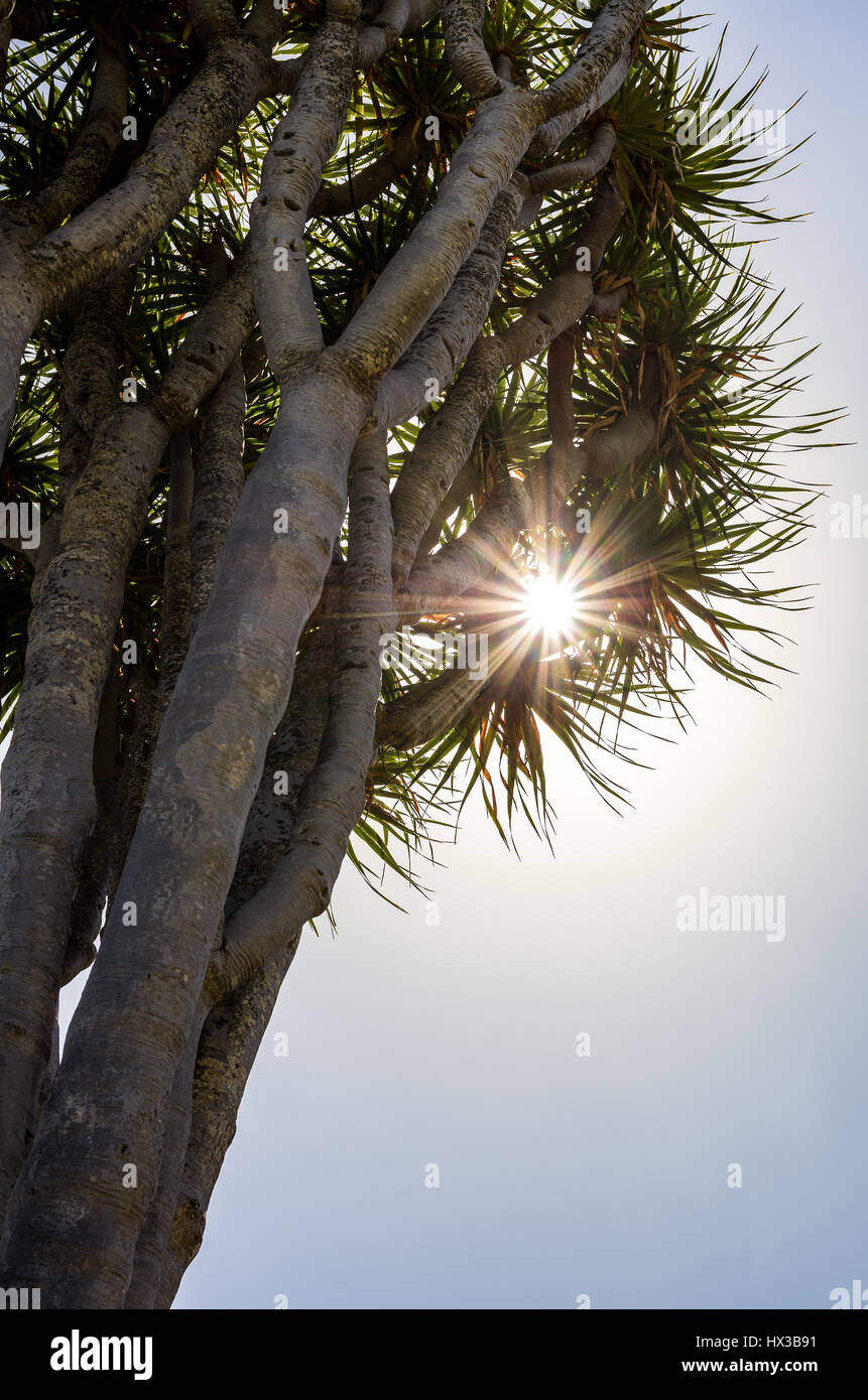 Sunstar through a dragon tree, Dracaena draco, La Palma, canary islands ...