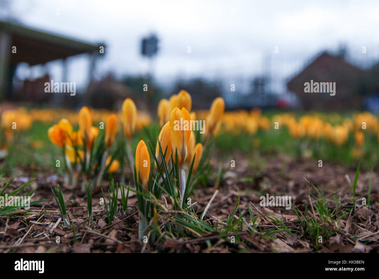 Wild crocus and daffodil flowers bloom in a park in Tottenham, North ...