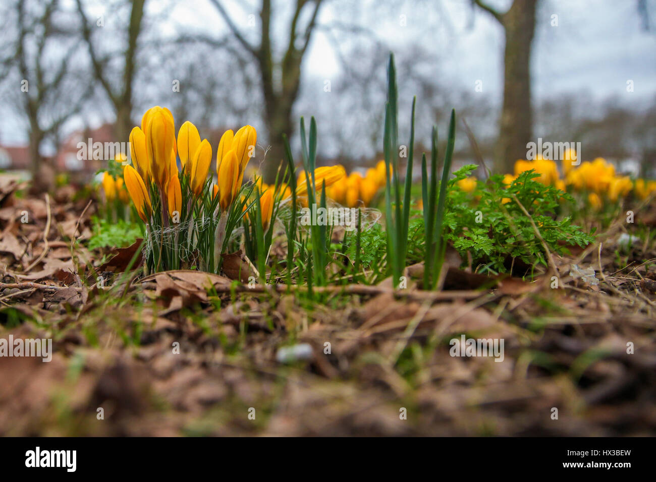 Wild crocus and daffodil flowers bloom in a park in Tottenham, North ...