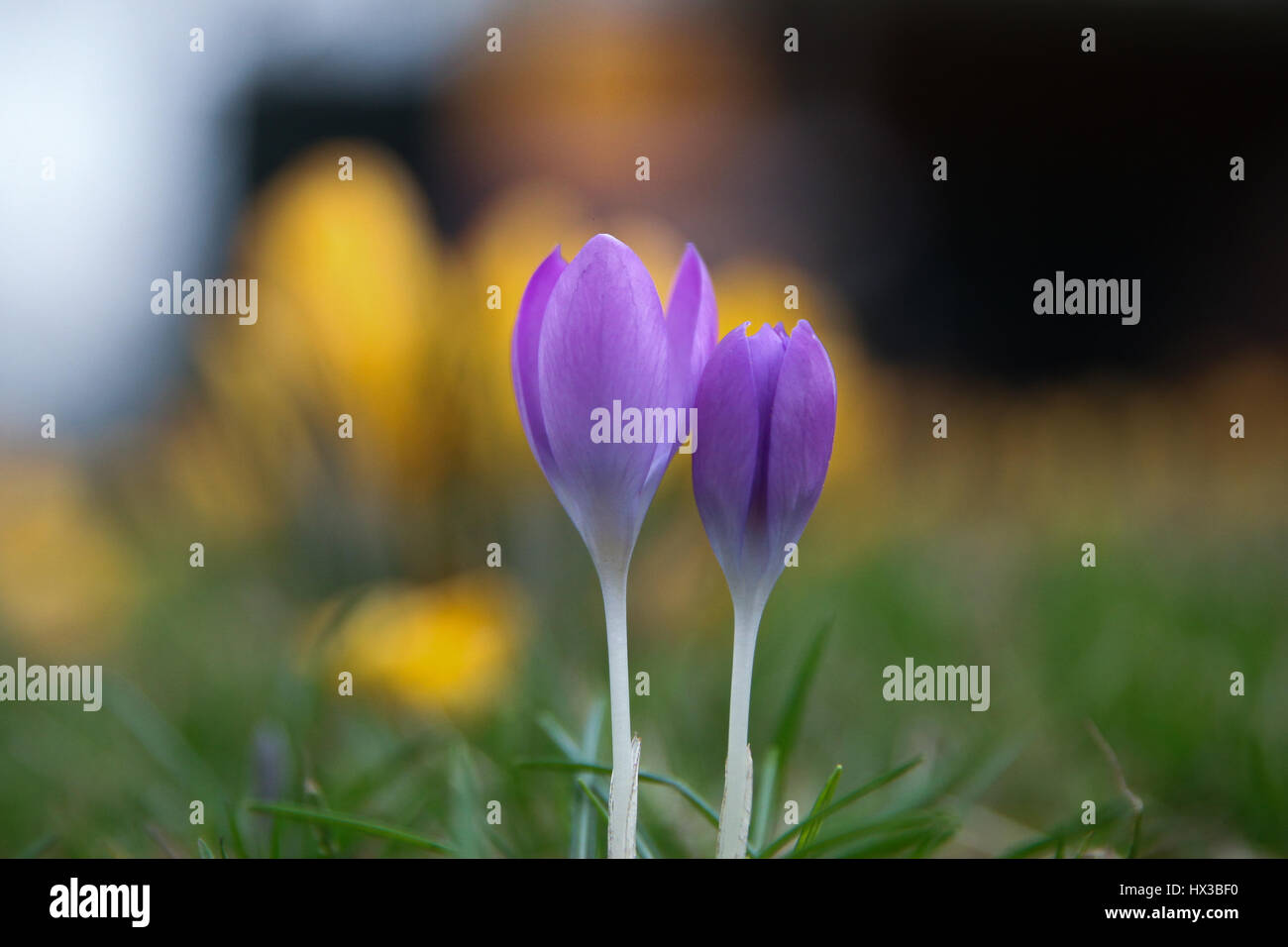 Wild crocus and daffodil flowers bloom in a park in Tottenham, North ...