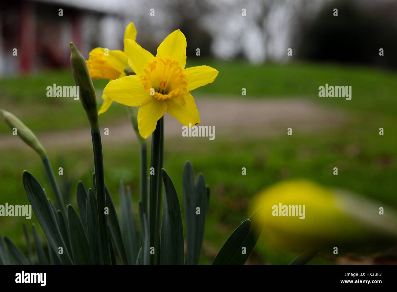 Wild crocus and daffodil flowers bloom in a park in Tottenham, North ...
