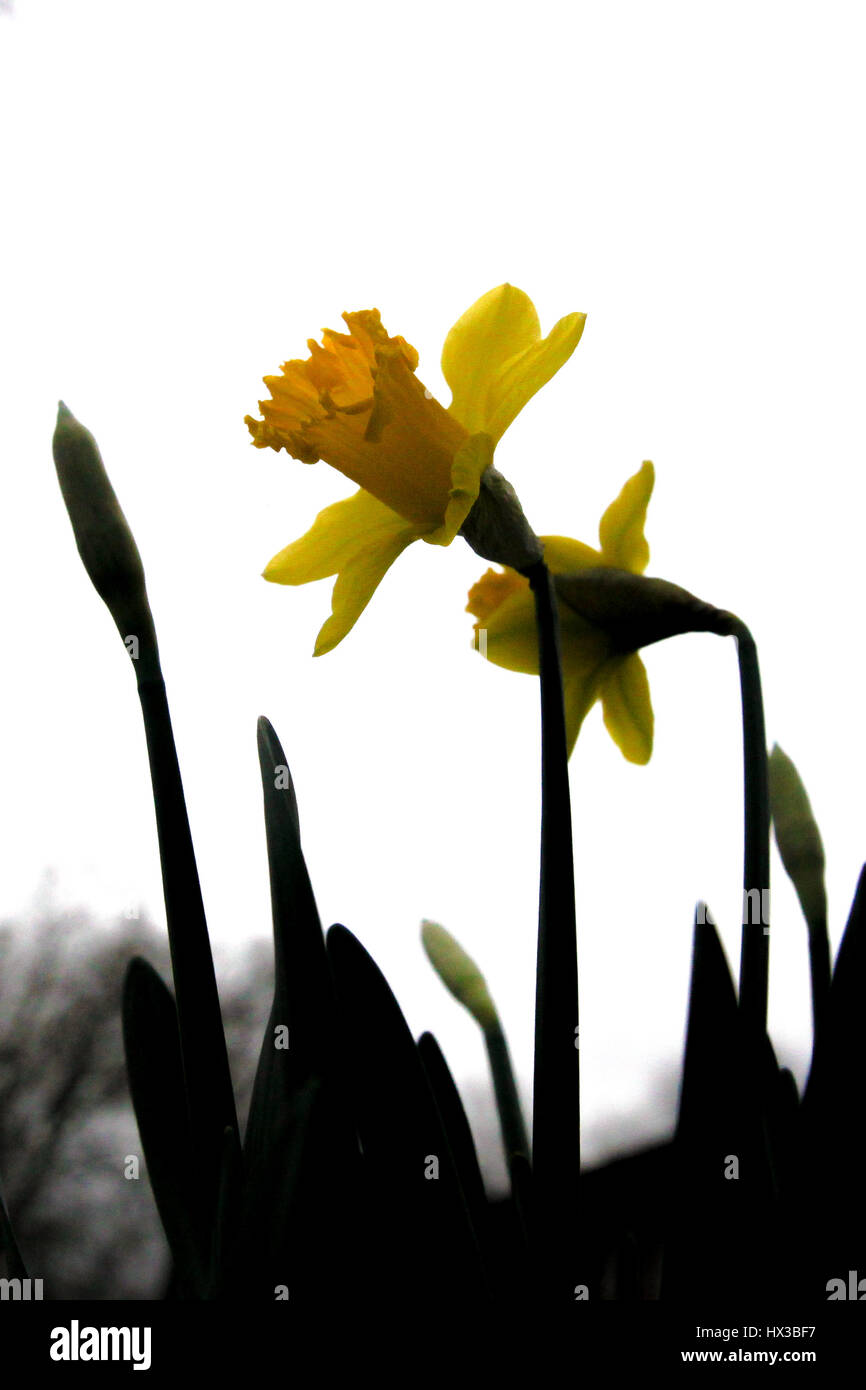 Wild crocus and daffodil flowers bloom in a park in Tottenham, North ...