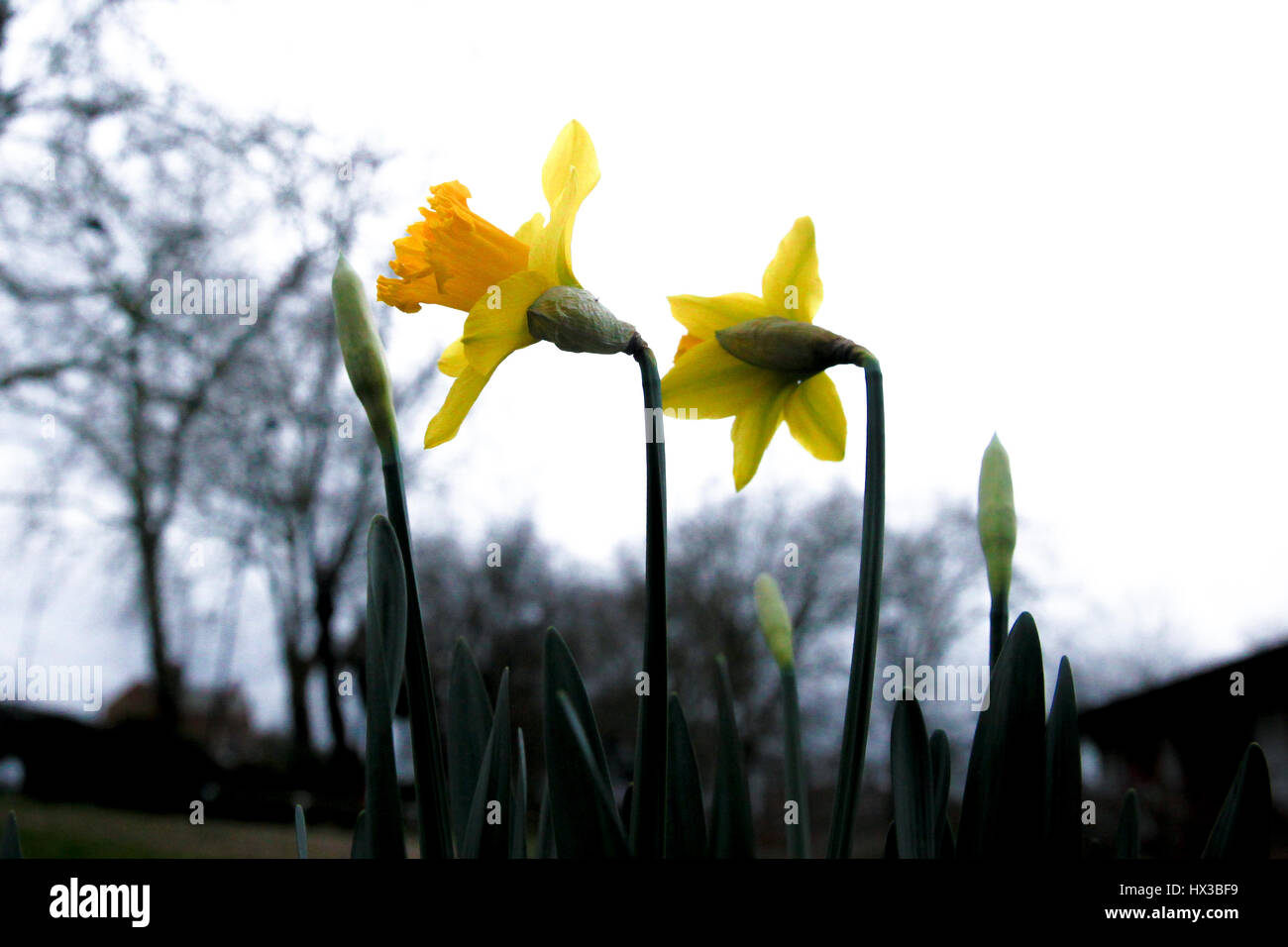 Wild crocus and daffodil flowers bloom in a park in Tottenham, North ...