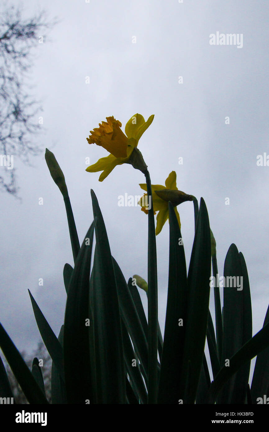 Wild crocus and daffodil flowers bloom in a park in Tottenham, North ...