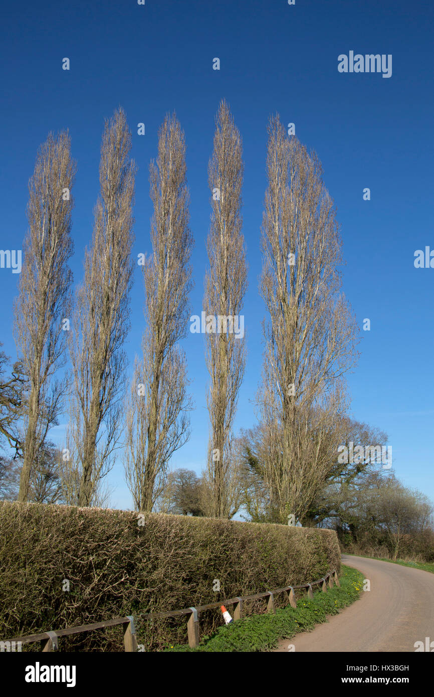 Lombardy poplar trees populus nigra hi-res stock photography and images ...
