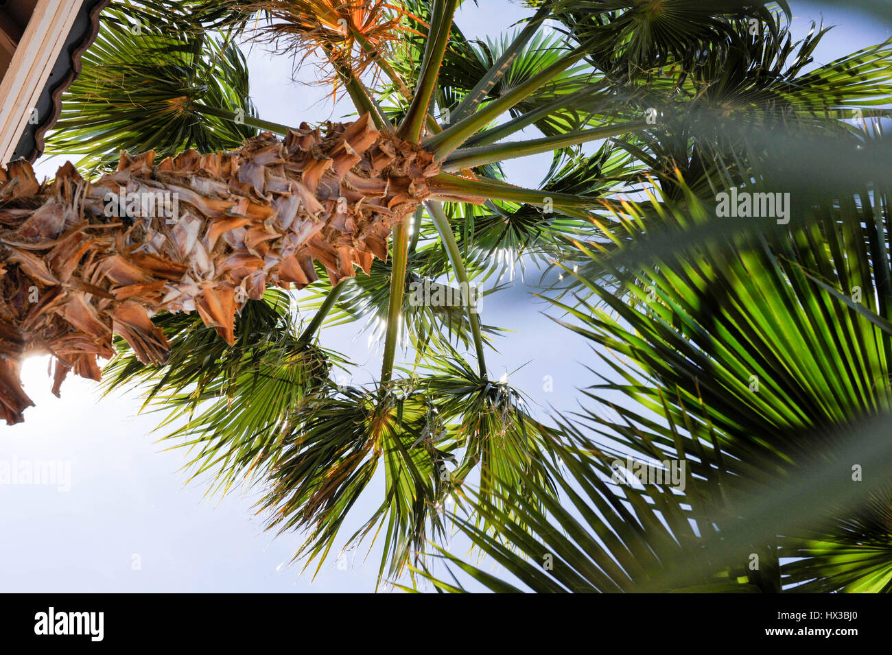 Palm trees landscaping Stock Photo - Alamy