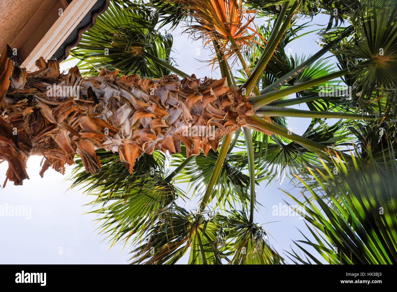Palm trees landscaping Stock Photo - Alamy